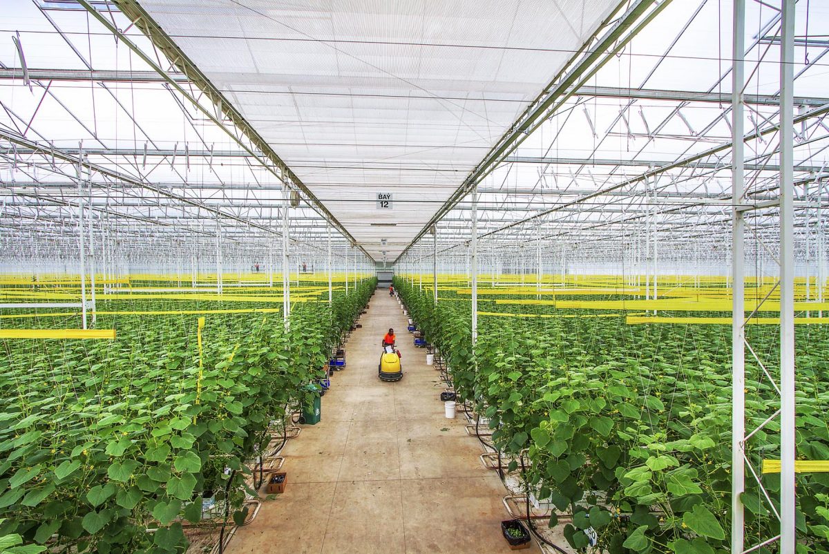 Family Fresh Farms | Gallery